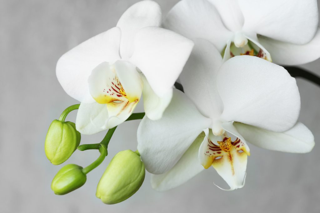 Keeping Your “Lady Parts” Healthy | Hormones | Dr. Kellyann