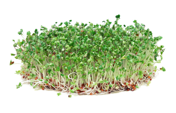 Broccoli Sprouts Benefits | Dr. Kellyann